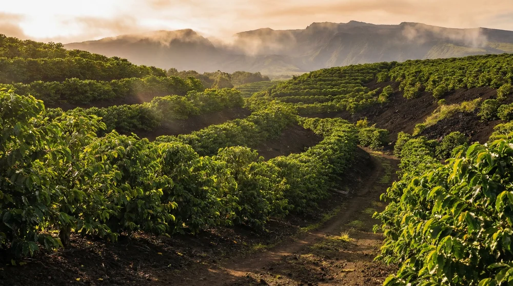 12 Best Kona Coffee Tours on Big Island (Free vs. Paid)
